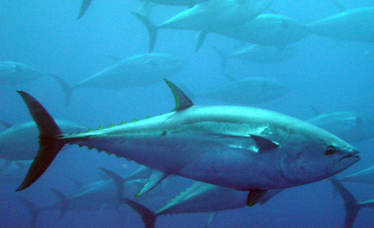 Diferencias entre el bonito y el atún que debes conocer. ¿Cuál es mejor?