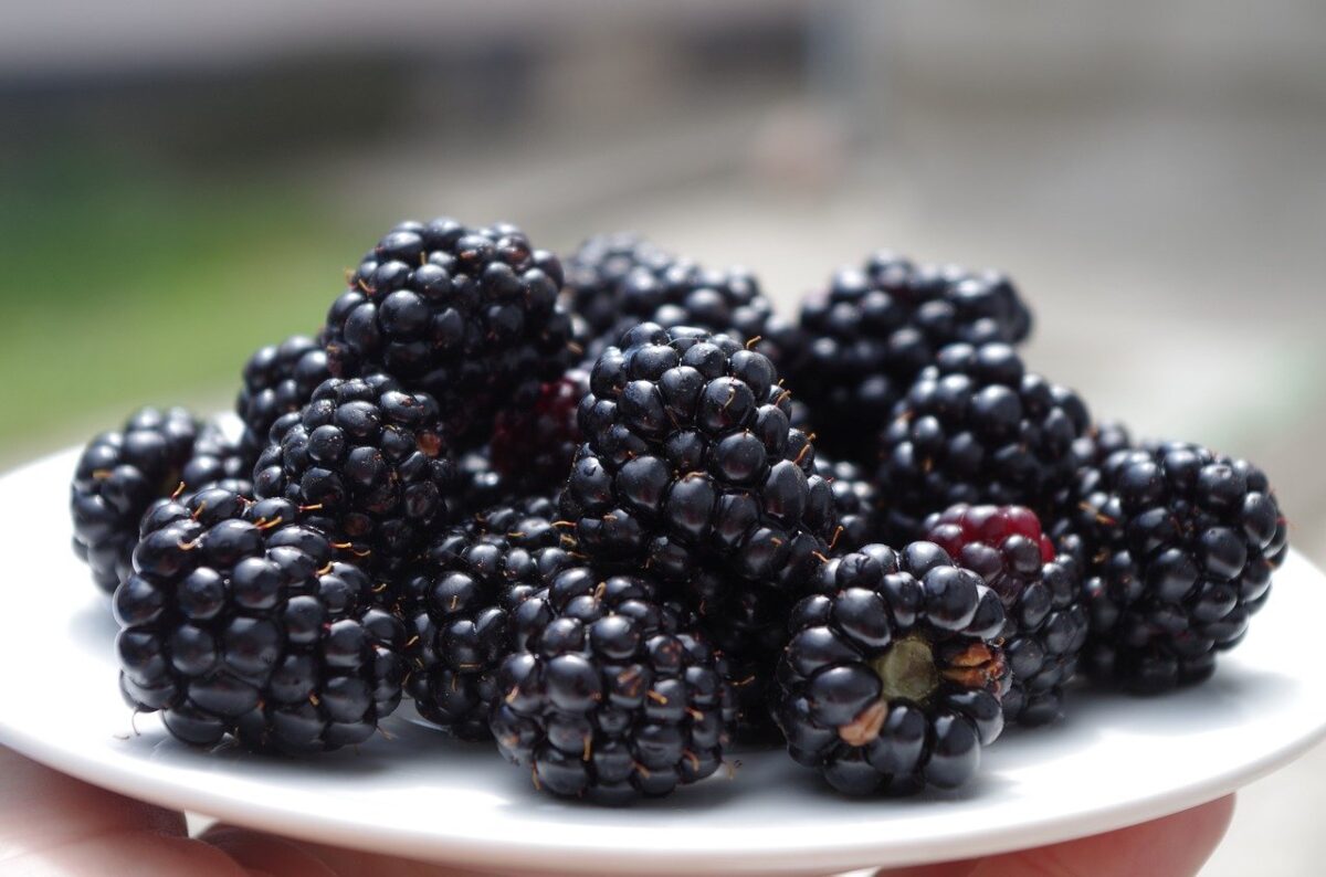 Beneficios de la mora: la fruta perfecta para cuidar tu salud